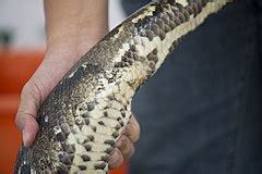 Category Python Bivittatus Wikimedia Commons