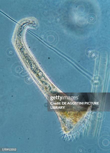 The Stentor Photos And Premium High Res Pictures Getty Images