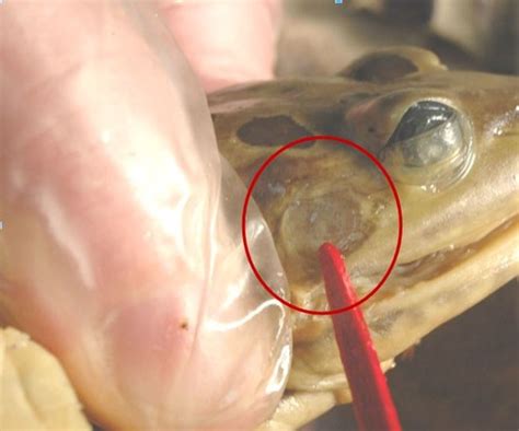 Frog Structure And Functions Flashcards Quizlet