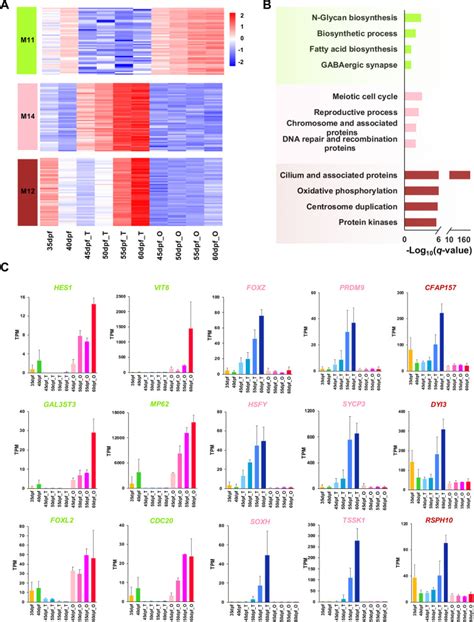 Dynamic Transcriptome Analysis Reveals The Gene Network Of Gonadal Development From The Early