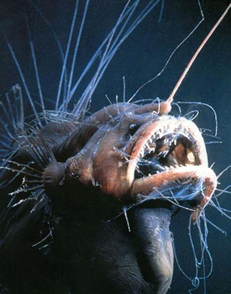 Deep Sea Fish Scary Fish And Sea Creatures