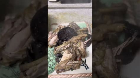 능이백숙 닭먹어요 ㅎㅎ Youtube