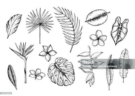 열 대 벡터는 고립 된 배경에 그림을 설정합니다 손으로 그린 선형 이국적인 바나나 야자 잎 Monstera Heliconia Sterlitzia Plumeria 꽃 디자이너