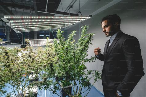 온실 농업 분야에서 녹색 허브 대마 잎의 성장을 확인하는 대마초 재배 농업의 사업주 사람 마리화나 약을위한 자연의 간자 허브 성장 식물 원예 사진 Unsplash의