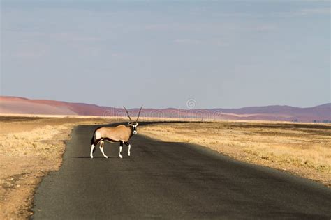 Órice En El Desierto De Sossusvlei Namibia Foto De Archivo Imagen De
