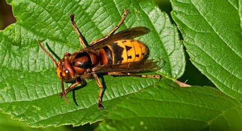 17 Kinds Of Bees Ranked From Harmless To Straight Up Terrifying