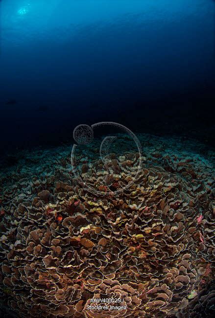 Reefscape With Sunburst In The Background In The Banda Sea Indonesia