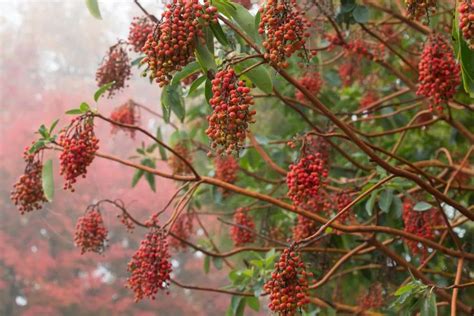 Oregon Native Plants Real Gardens Grow Natives Native Plant Landscape Native Plants