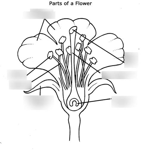 Diagram Of Insect Pollinated Flower Quizlet