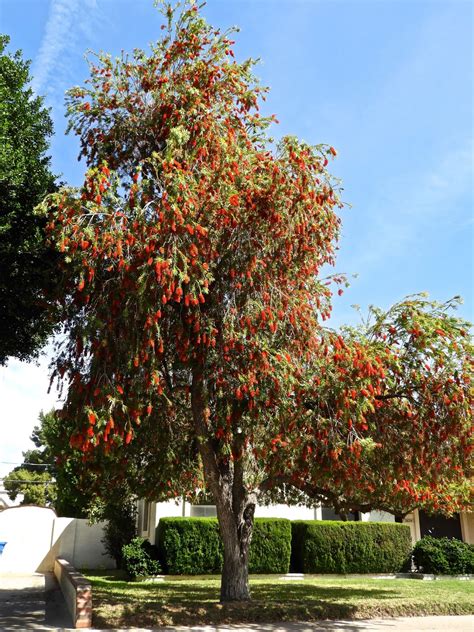 Bottle Brush Tree Width At Anna Kim Blog