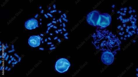 Chromosomes Under Fluorescence Microscope Fluorescence In Situ