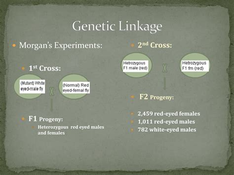 Ppt Homozygosity Mapping Using Lod Score Method Powerpoint Presentation Id 6503628