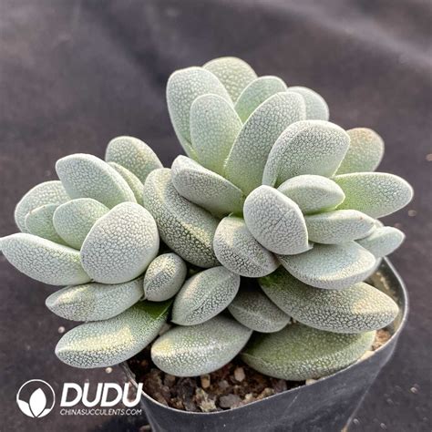 Crassula Tecta Clustering Dudu Wholesale Rare Live Succulents Plants