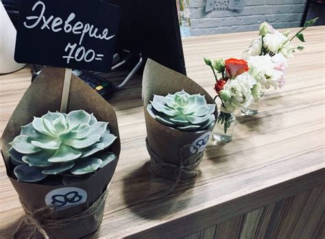 Цветы And Кофе [Эхеверия Уход и интересные факты] ⠀ Эхеверия относится к семейству толстянковых
