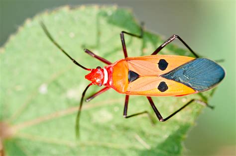 File Dysdercus Cingulatus Fabricius Red Cotton Stainer Bug 
