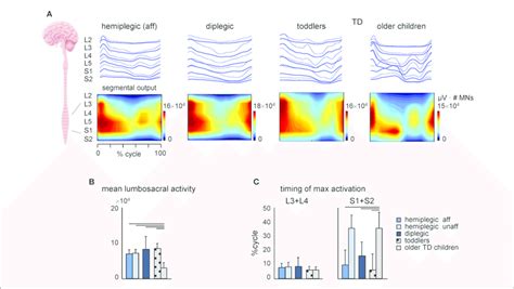 Spatiotemporal Maps Of Motoneuron Activity Of The Lumbosacral Download Scientific Diagram