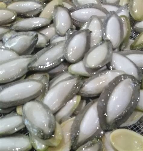 Pipian From Tuxpan Squash Great Lakes Staple Seeds