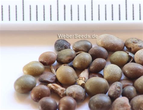 Glycyrrhiza Glabra Liquorice Licorice Seeds Plants Dried Herbs