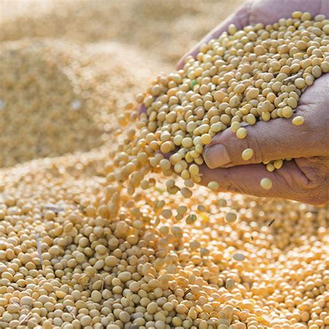 Hs Commodities Sdn Bhd Your Sincere Commodity Provider
