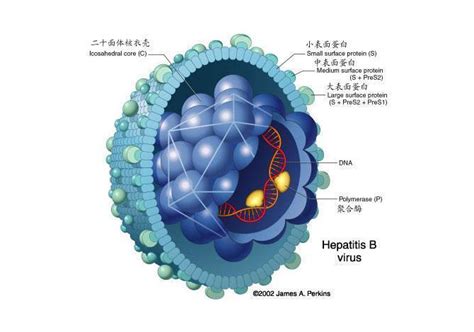乙型肝炎病毒表面抗原 HBSAg 搜狗百科