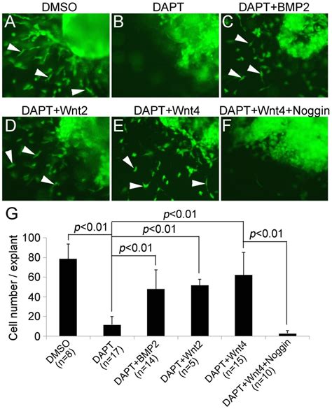 A Showing In Vitro Collagen Gel Emt Assay Analysis Of Avc Explants