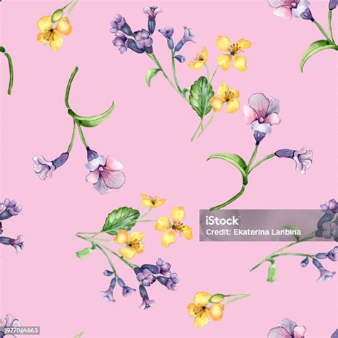 약용 식물 수채화 완벽 한 패턴 고립 핑크 배경 Pulmonaria Officinalis 보라색 꽃 손으로 그렸습니다 그린 애기똥풀 허브 식물 라벨 포장 섬유 포장을 위한