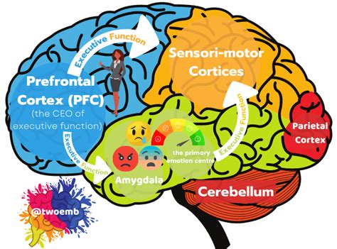 Prefrontal Cortex Function