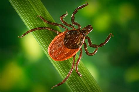 Western Blacklegged Tick Ixodes Pacificus Entomology Today
