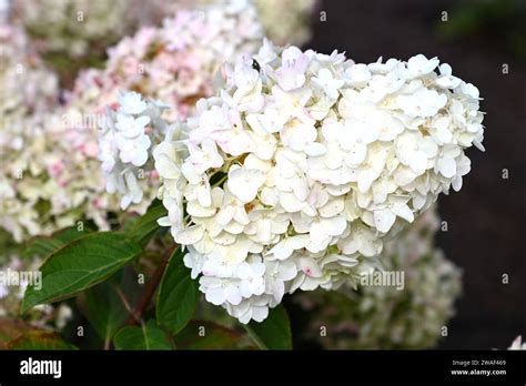 Hydrangea Paniculata Silver Dollar Growing In Uk Garden September Stock