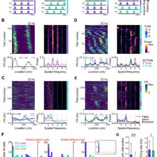 PDF Anchoring Of Grid Fields Selectively Enhances Localisation By Path Integration
