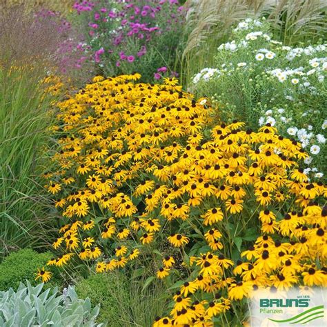 Rudbeckia Fulgida Var Sullivantii Goldsturm Von Bruns Pflanzen