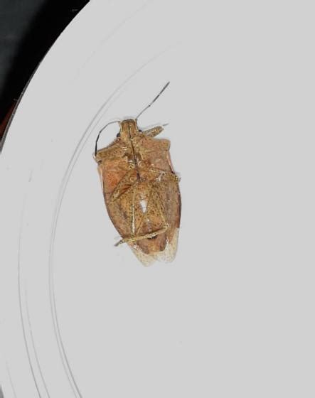 Stink Bug Bugguide Net