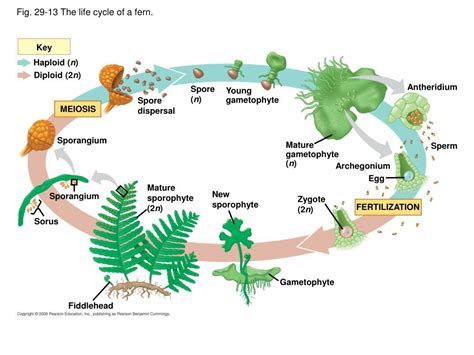 Ppt Plant Diversity I How Plants Colonized Land Powerpoint