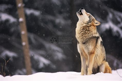 野生的狼在嚎叫高清图片下载 正版图片600274460 摄图网