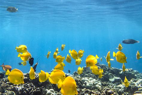 Captain Cook Snorkeling Tours At Kealakekua Bay