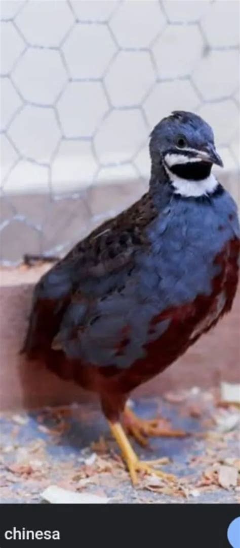 Codorna Chinesa Outros Animais No Brasil