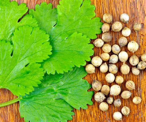 Best Edible Seeds 10 Nutritious Seeding Plants To Harvest Homes And