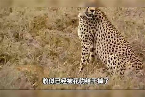 羚羊居然敢戏耍花豹，接二连三的在花豹面前装死，花豹愤怒了 羚羊