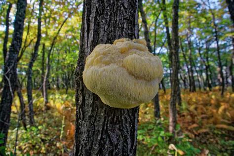 Mushrooms Growing On Trees What Does This Mean Mushroom Huntress