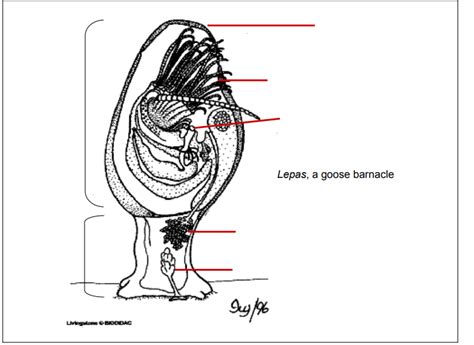 Barnacle Anatomy Diagram Quizlet