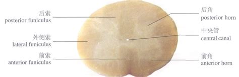 8 6 脊髓的内部结构 横切面 人体系统解剖学实物