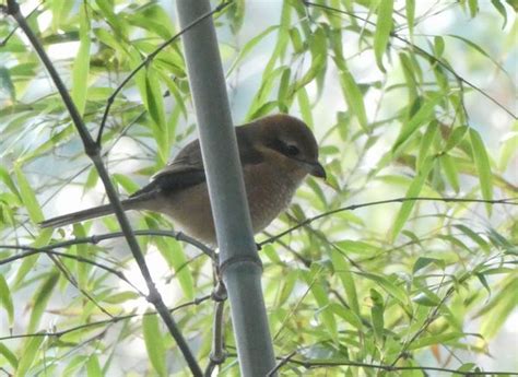 モズ子とモズ男 善福寺公園めぐり