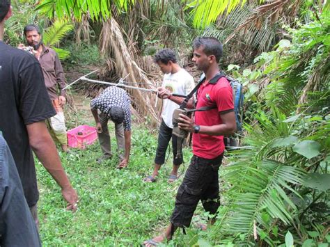 The Bangladesh Python Project Radiotracking Pythons And Tortoises Reptiles And Amphibians Of