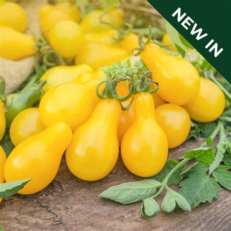 Tomato Yellow Submarine Premier Seeds Direct