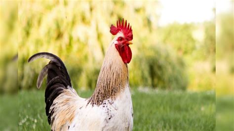 তোলপাড় করা সেই প্রশ্নের উত্তর মিলল এবার মুরগি আগে না ডিম আগে জবাব দিলেন বিজ্ঞানীরা News18 বাংলা