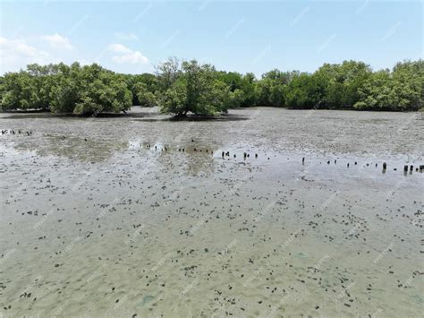 Premium Photo Carbon Capture Concept Natural Carbon Sinks Mangrove