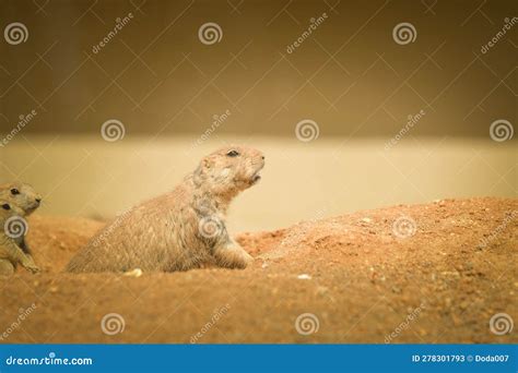 A Gopher Eating Fruit In Its Habitat Stock Image Image Of Mouse Gerbil 278301793