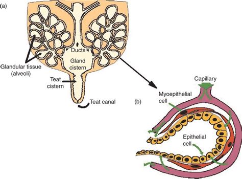 A Diagram Of A Mammary Quarter Illustrating The Glandular Tissue
