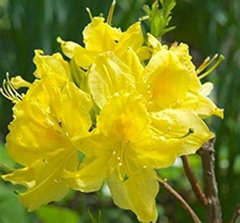 აზალია ანუ როდოდენდრონი ყიდვისას არ გაგიფუჭდებათ თუ