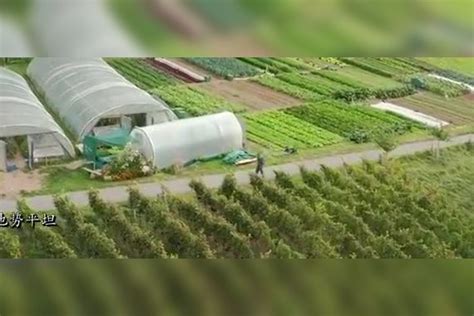 荷兰人是怎么捡鸡蛋的？捡蛋机器人5秒捡一颗，真的太智能了